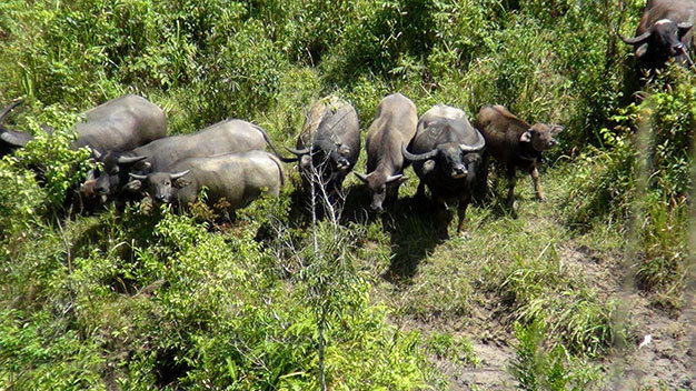 Xuất hiện đàn trâu điên gần 10 con liên tục tấn công người - Tinmoi