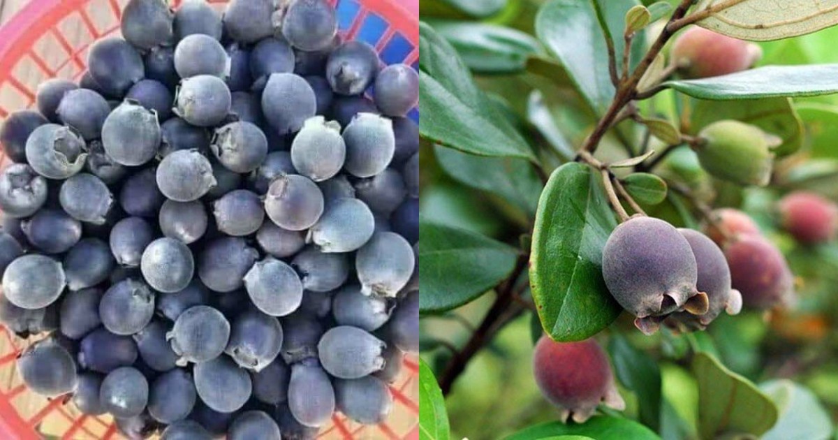 Tác dụng của cây sim đối với sức khỏe, dược liệu quý của Đông y - Tinmoi