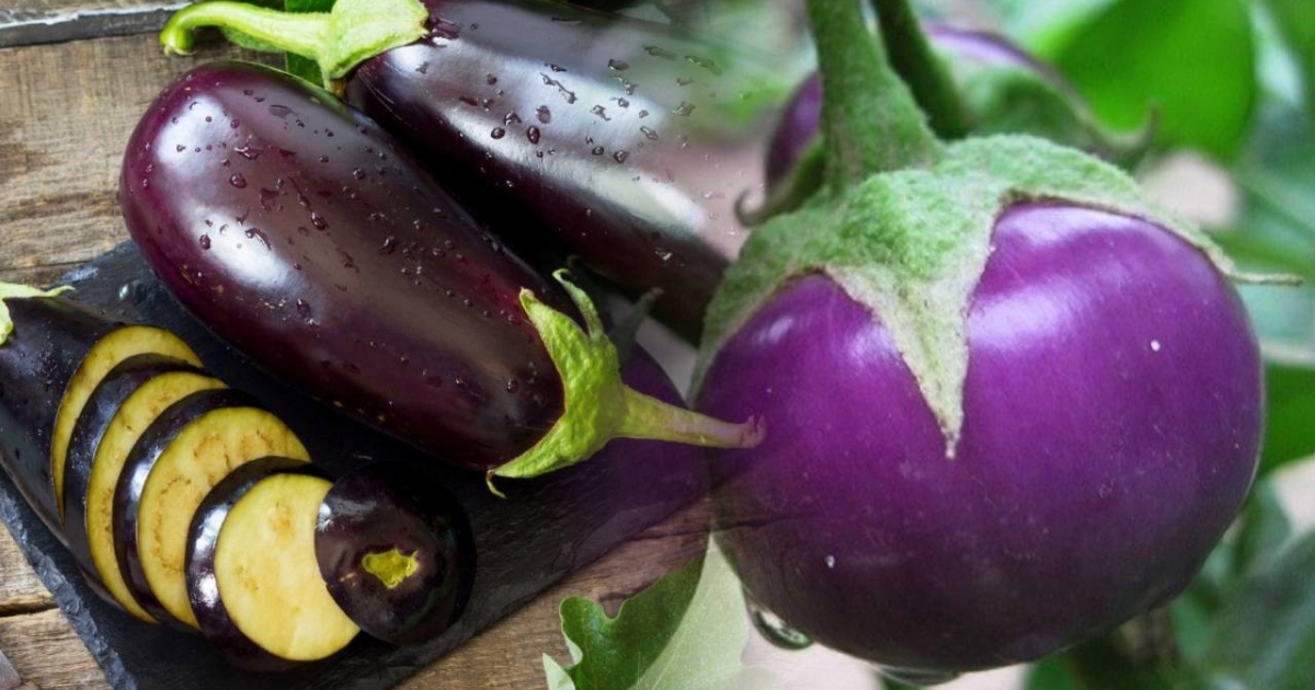 Ăn nhiều cà tím vào mùa hè giúp cải thiện miễn dịch nhưng cà tím dài ...
