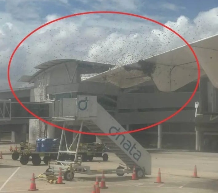 Hành khách và phi hành đoàn 'xịt keo' khi máy bay bị hàng ngàn con ong ...