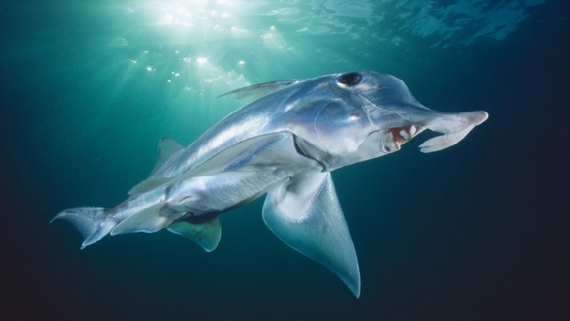 Hình ảnh về cá mập ma ẩn mình 2.000m dưới đáy đại dương khiến người xem ...