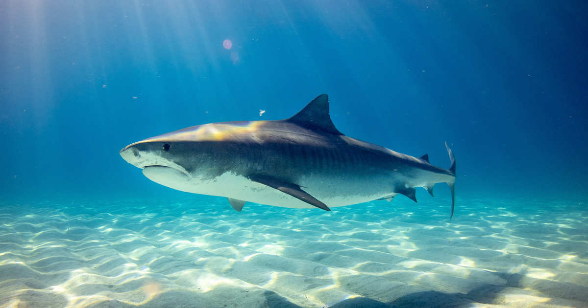 80 triệu con cá mập bị loài người sát hại mỗi năm, nhiều con có nguy cơ ...
